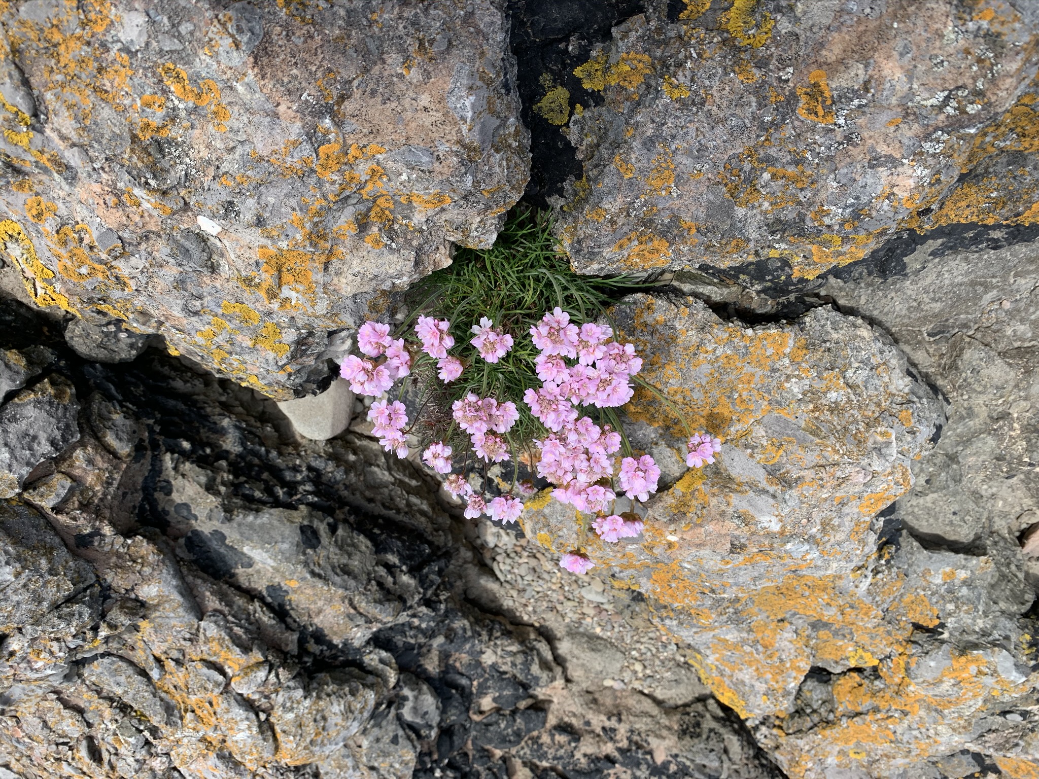 Dear Reader #50 – Hannah Howe