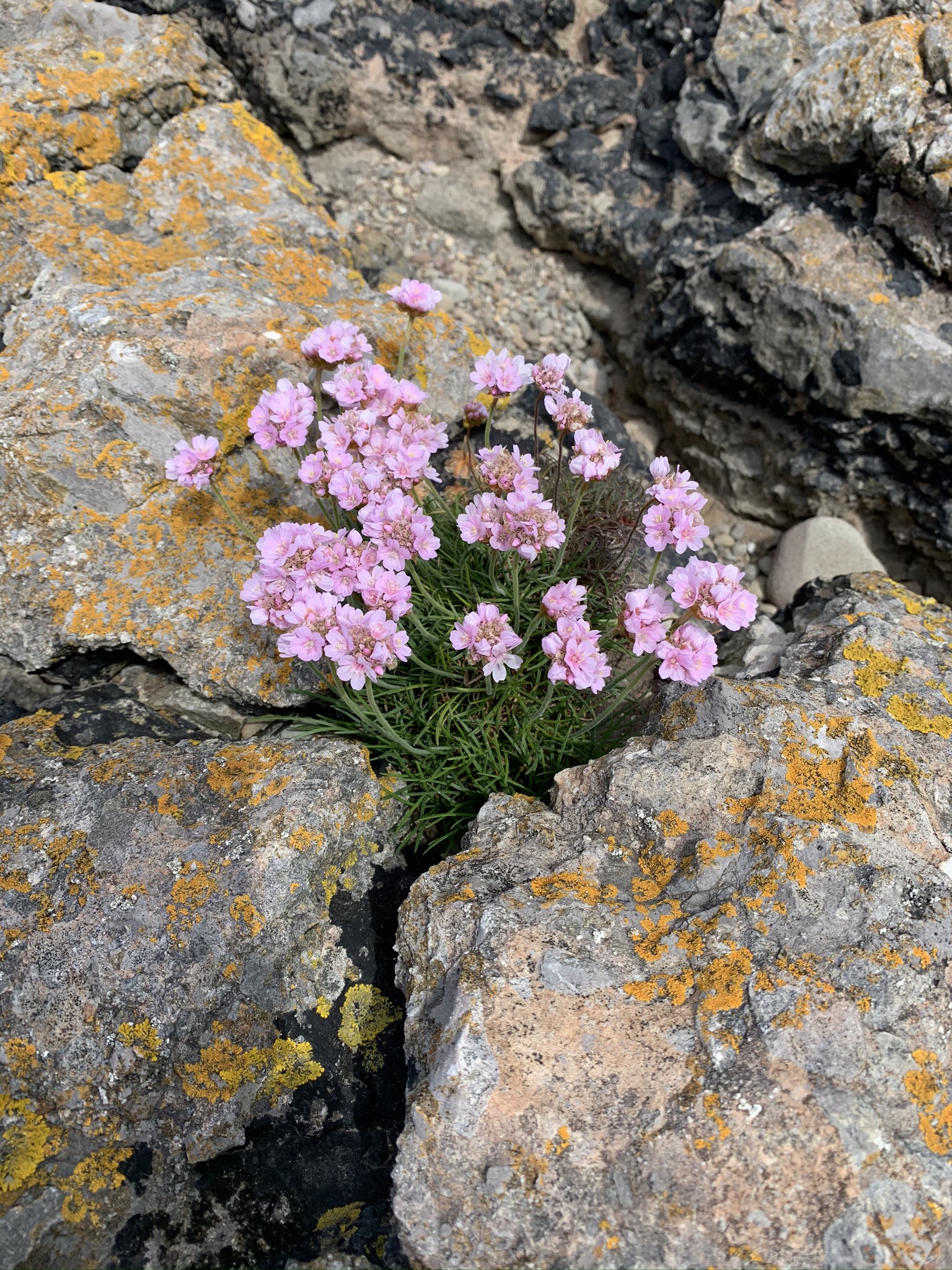 Dear Reader #50 – Hannah Howe