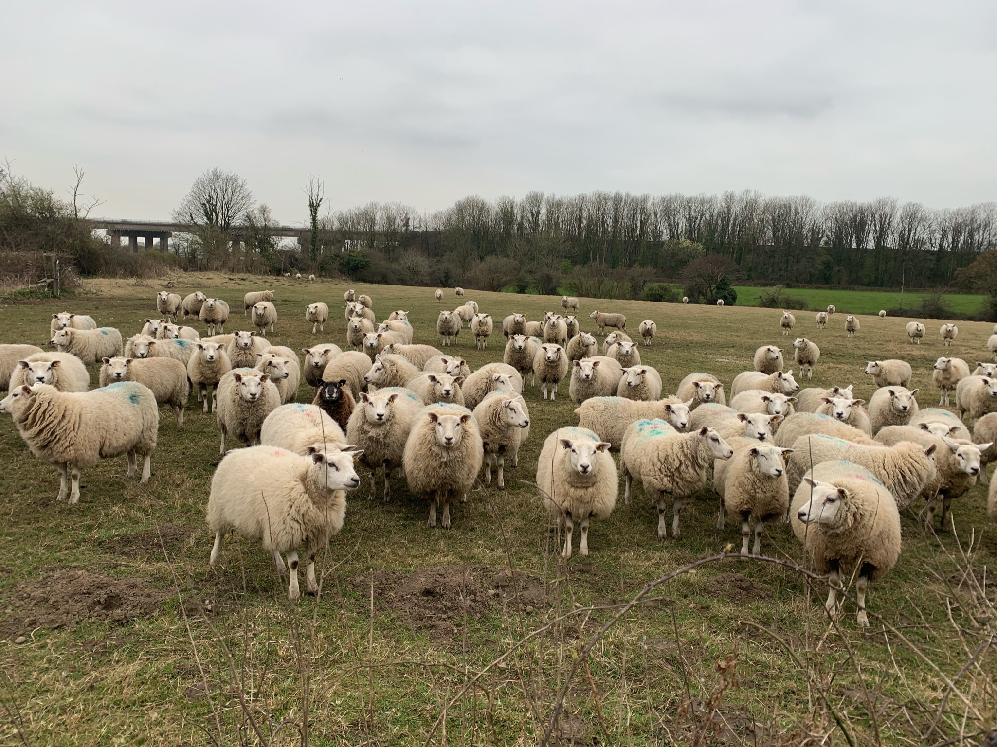 Dear Reader #94 – Hannah Howe