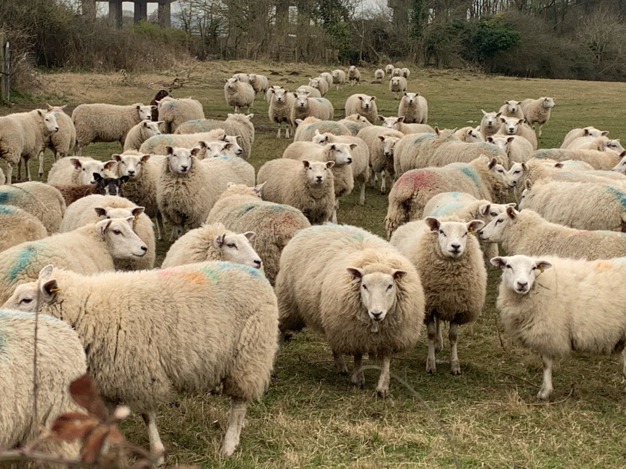 Dear Reader #94 – Hannah Howe